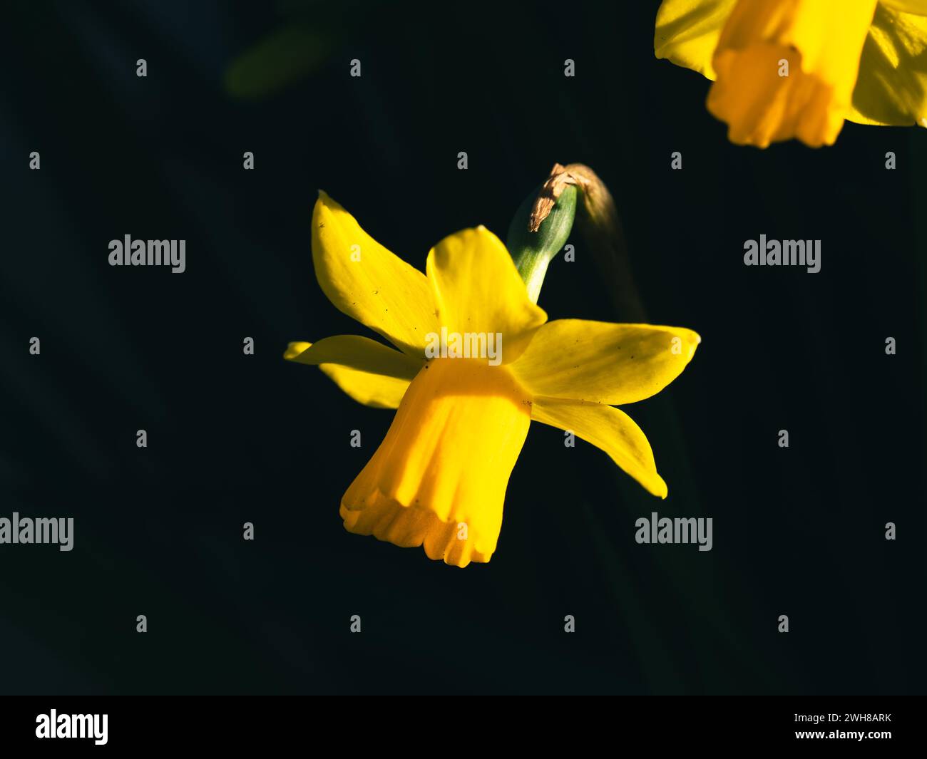 Bright yellow flowers glowing in the sunset's warm embrace Stock Photo ...