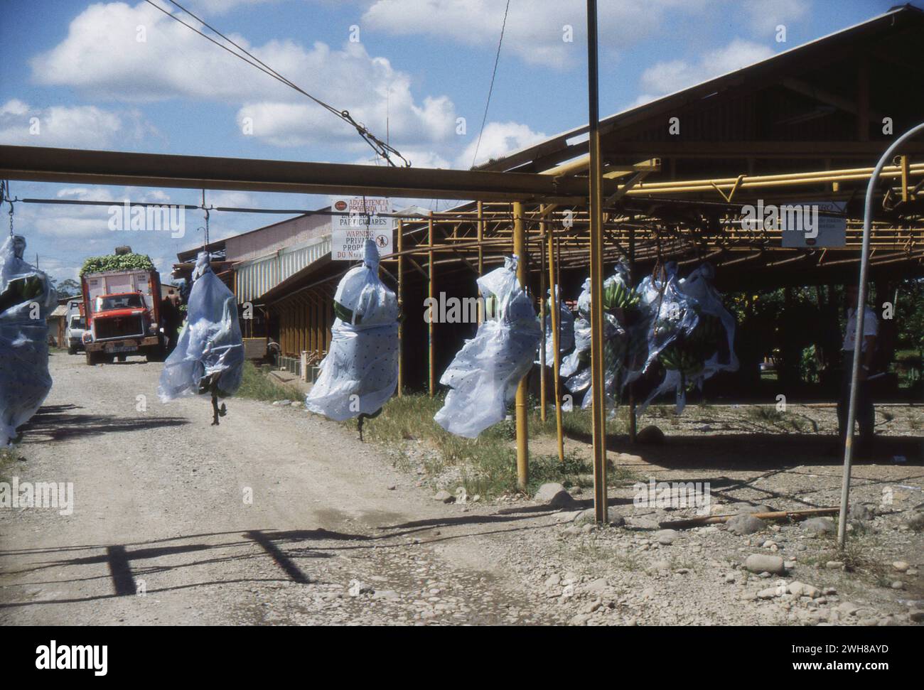 Del monte banana hi-res stock photography and images - Alamy