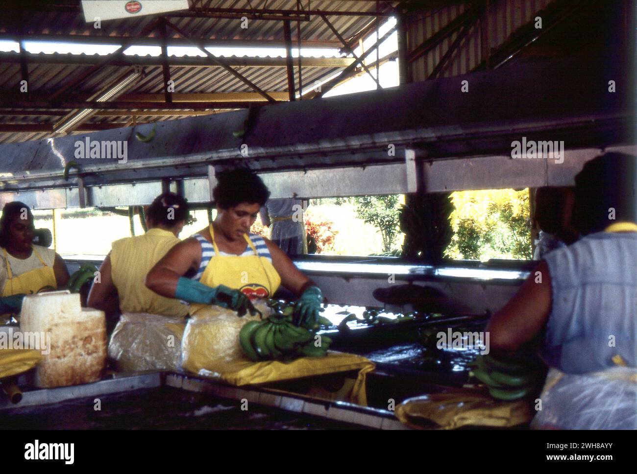 Costa Rica. 1997 – Del Monte banana processing plant in Costa Rica ...