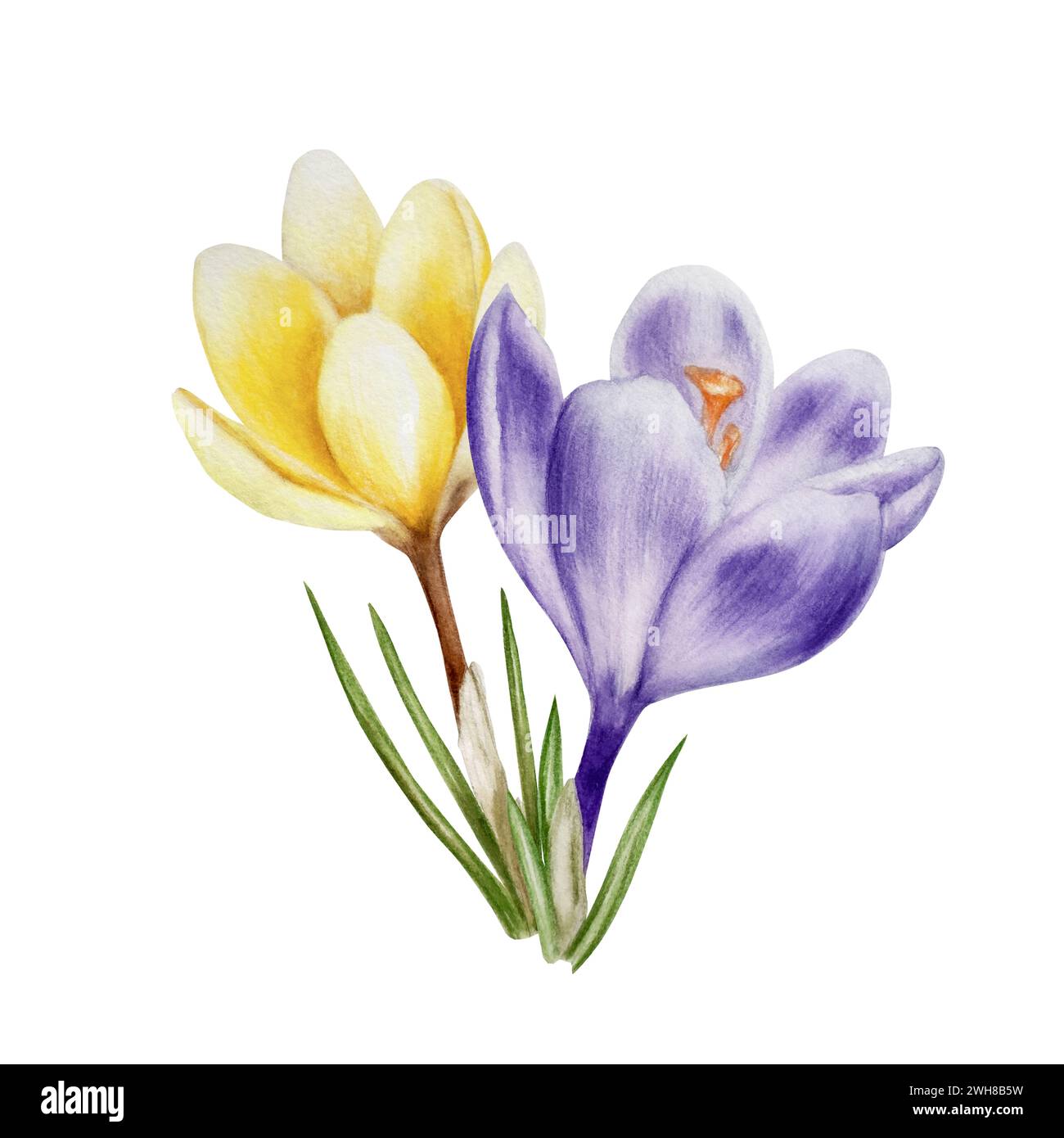 Watercolor yellow and purple blooming crocus flower isolated on white ...