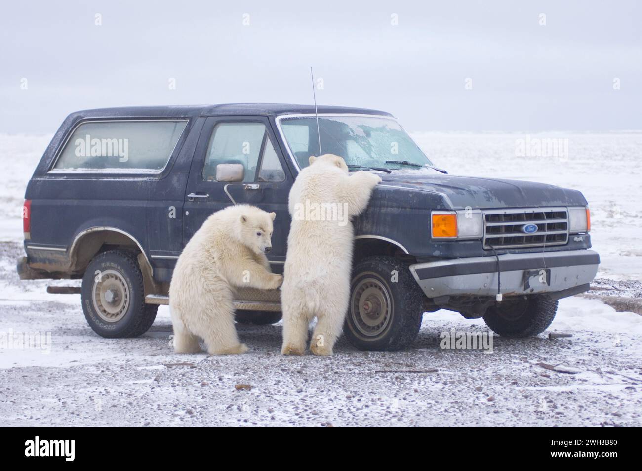 polar bears Ursus maritimus spring cubs playing with a truck Barter ...