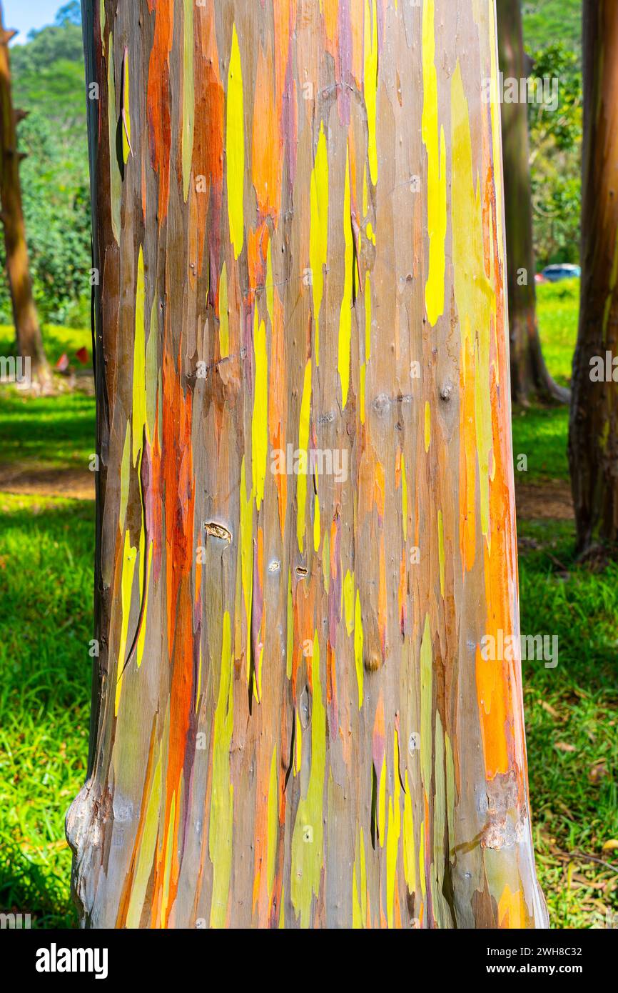 Rainbow Eucalyptus tree at Keahua Arboretum near Kapa'a, Kauai, Hawaii ...