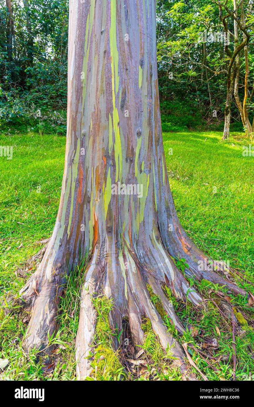 Rainbow Eucalyptus tree at Keahua Arboretum near Kapa'a, Kauai, Hawaii ...