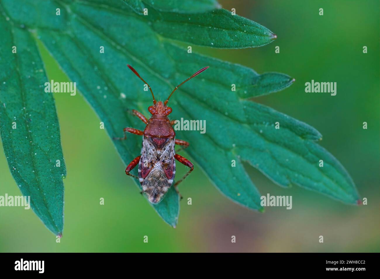 Detailed closeup on a bright red colored European scentless rhopalid ...