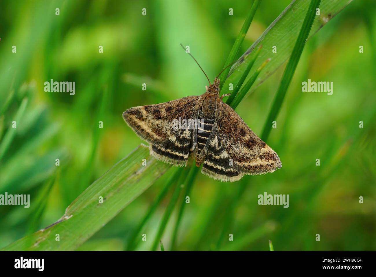 Natural closeup on the small straw-barred pearl moth, Pyrausta ...