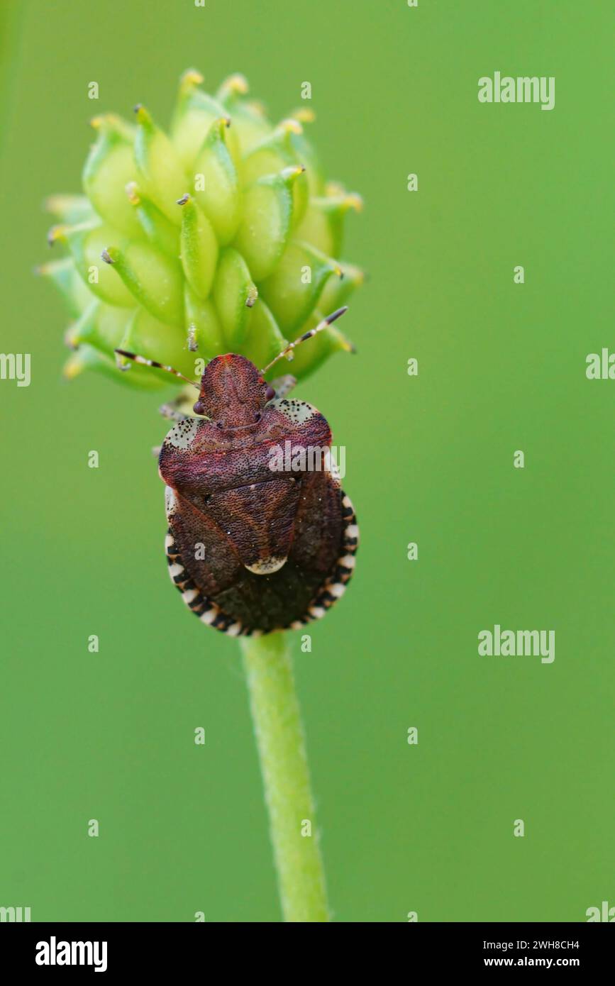 Umbraculatus hi-res stock photography and images - Alamy