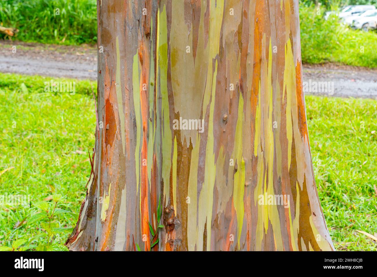 Rainbow eucalyptus hi-res stock photography and images - Alamy