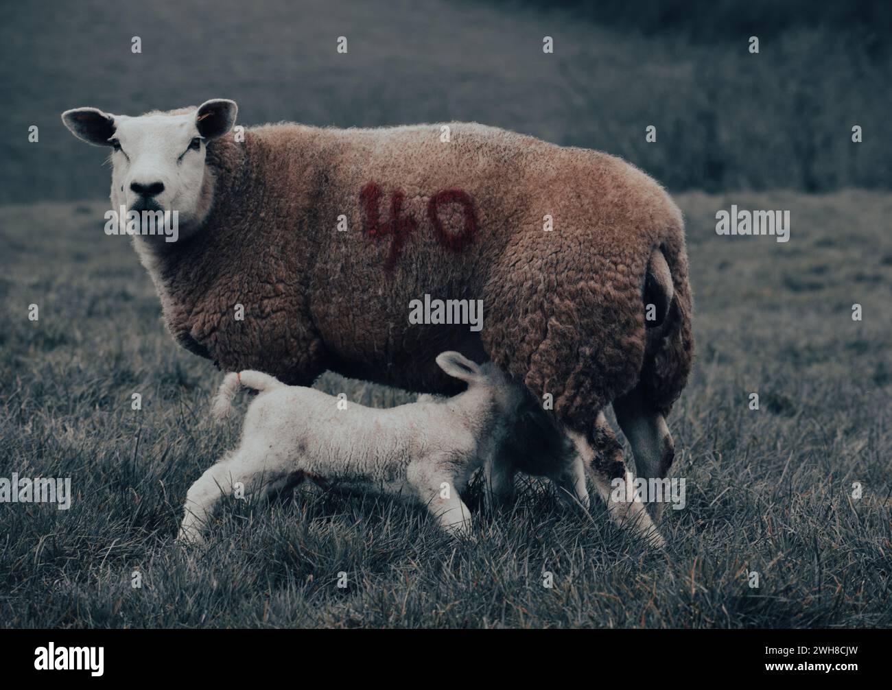 Sheep with their Lambs in the countryside - Lantic Bay, Cornwall UK ...