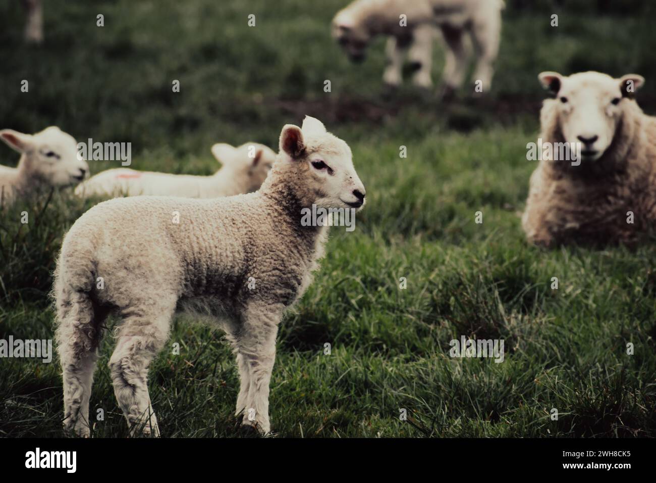 Sheep with their Lambs in the countryside - Lantic Bay, Cornwall UK ...