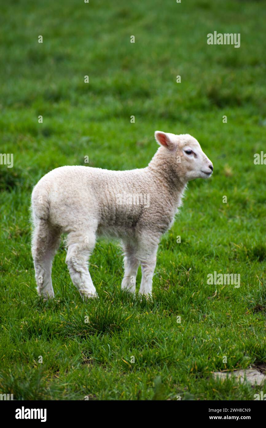 Sheep photo art hi-res stock photography and images - Alamy