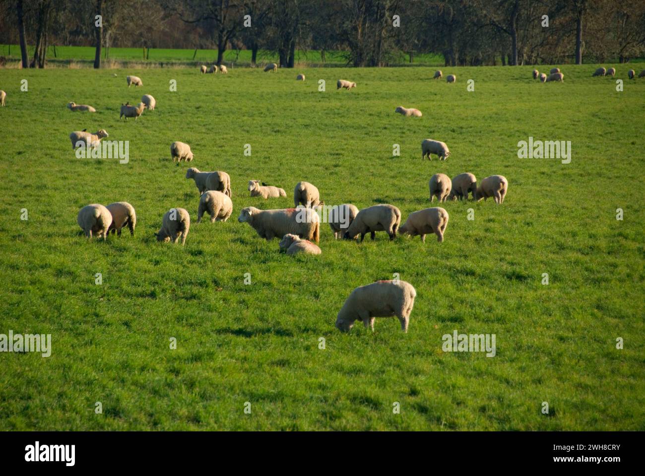 Sheep, Linn County, Oregon Stock Photo - Alamy