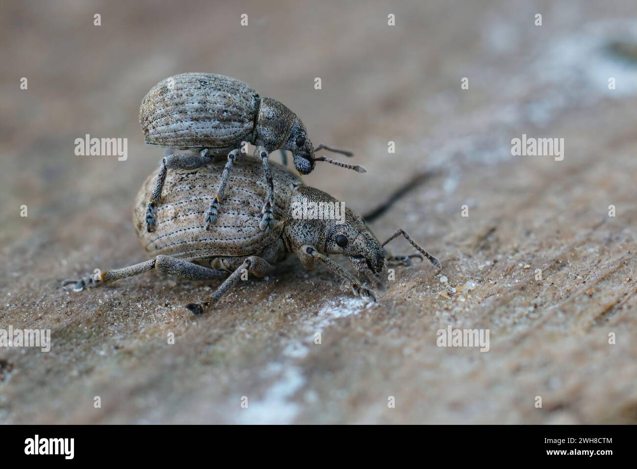 Detailed closeup on two mating Liophloeus tessulatus weevils, sitting ...