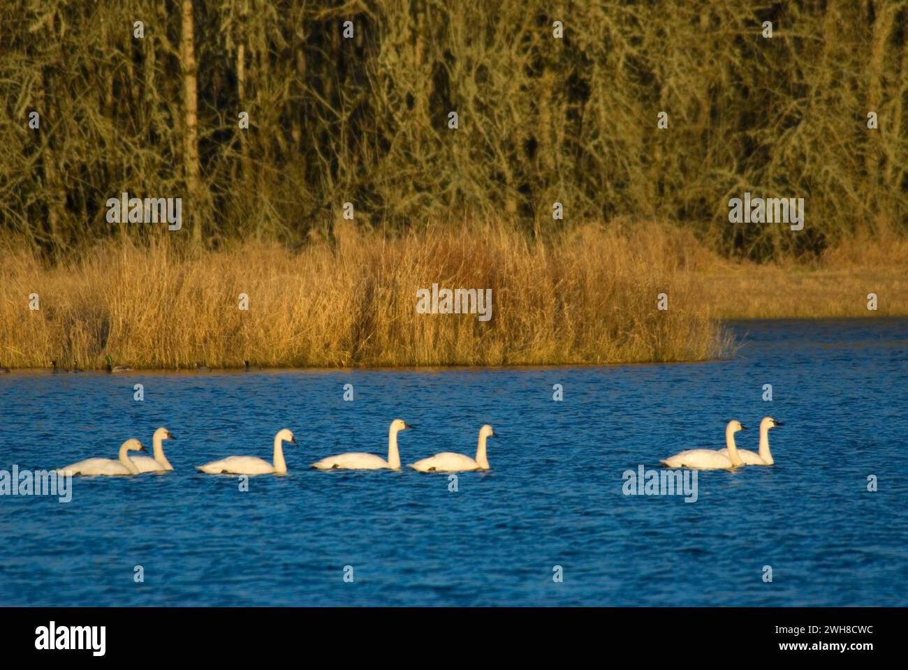 Swans at McFaddins Marsh, William Finley National Wildlife Refuge ...