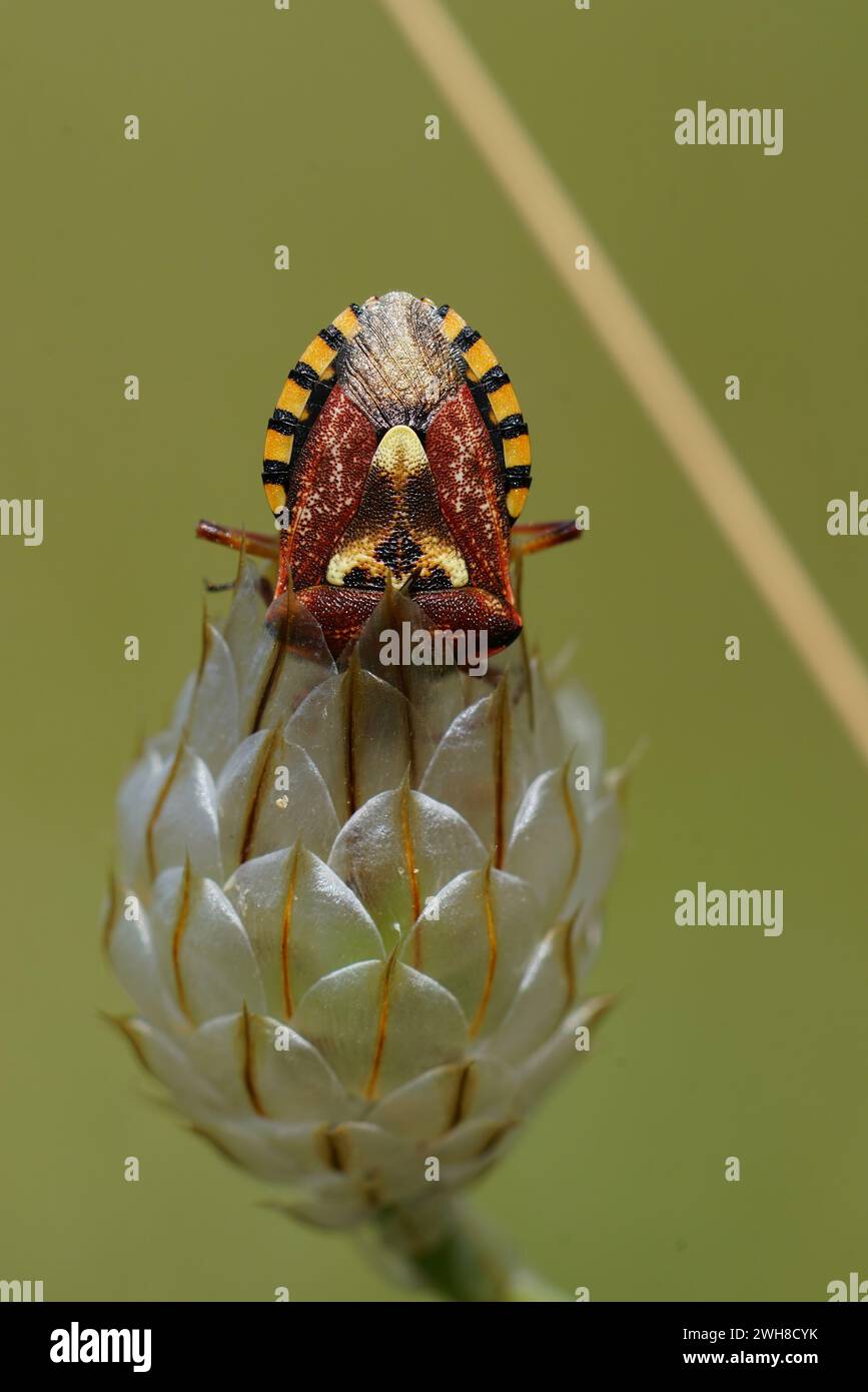 Natural closeup on a colorful mediterranean pentatomid shieldbug ...