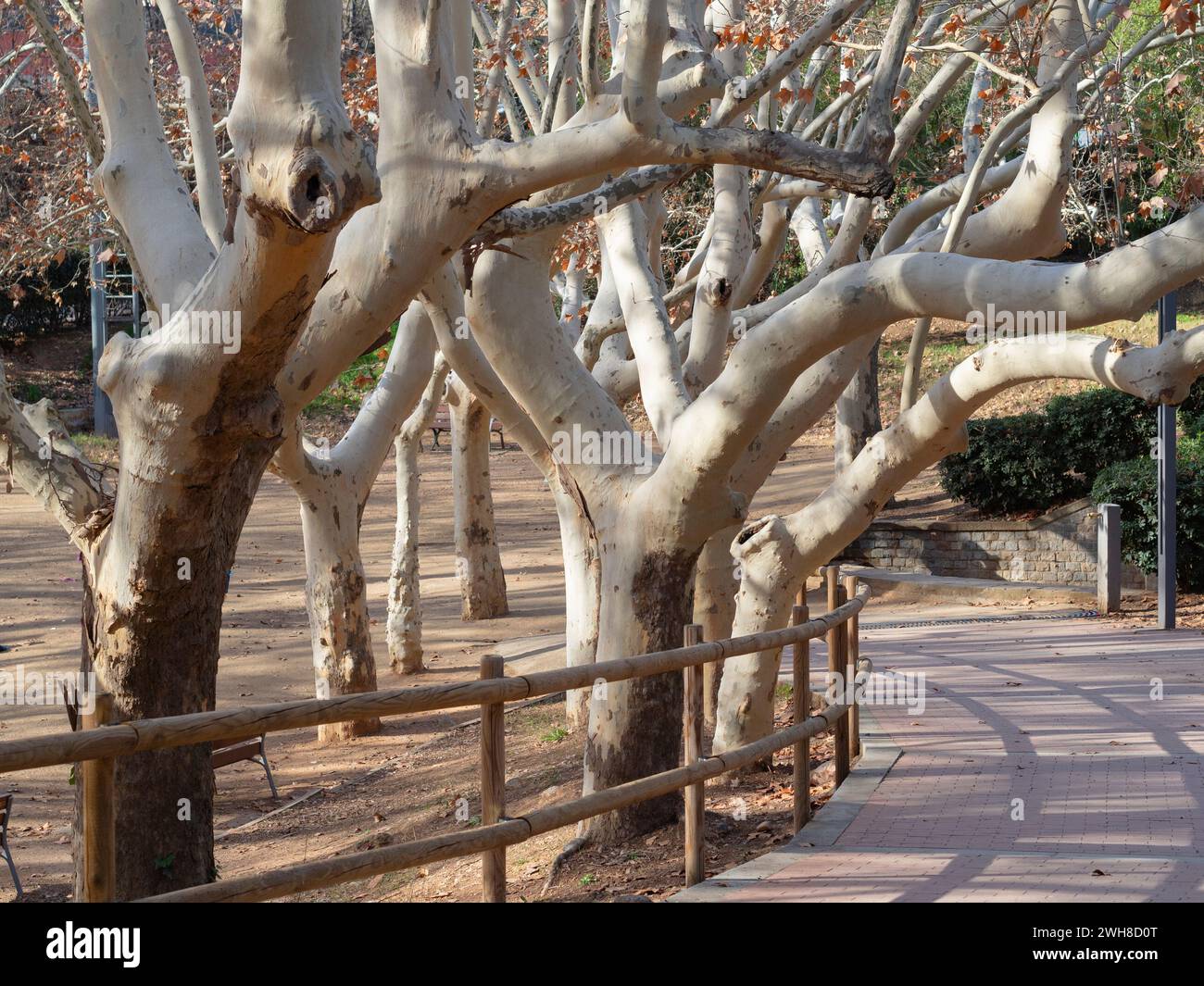 Discolored trees in the park evoking fear Stock Photo - Alamy