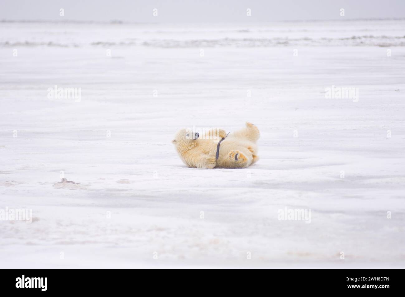 polar bear, Ursus maritimus, curious cub on newly forming pack ice ...