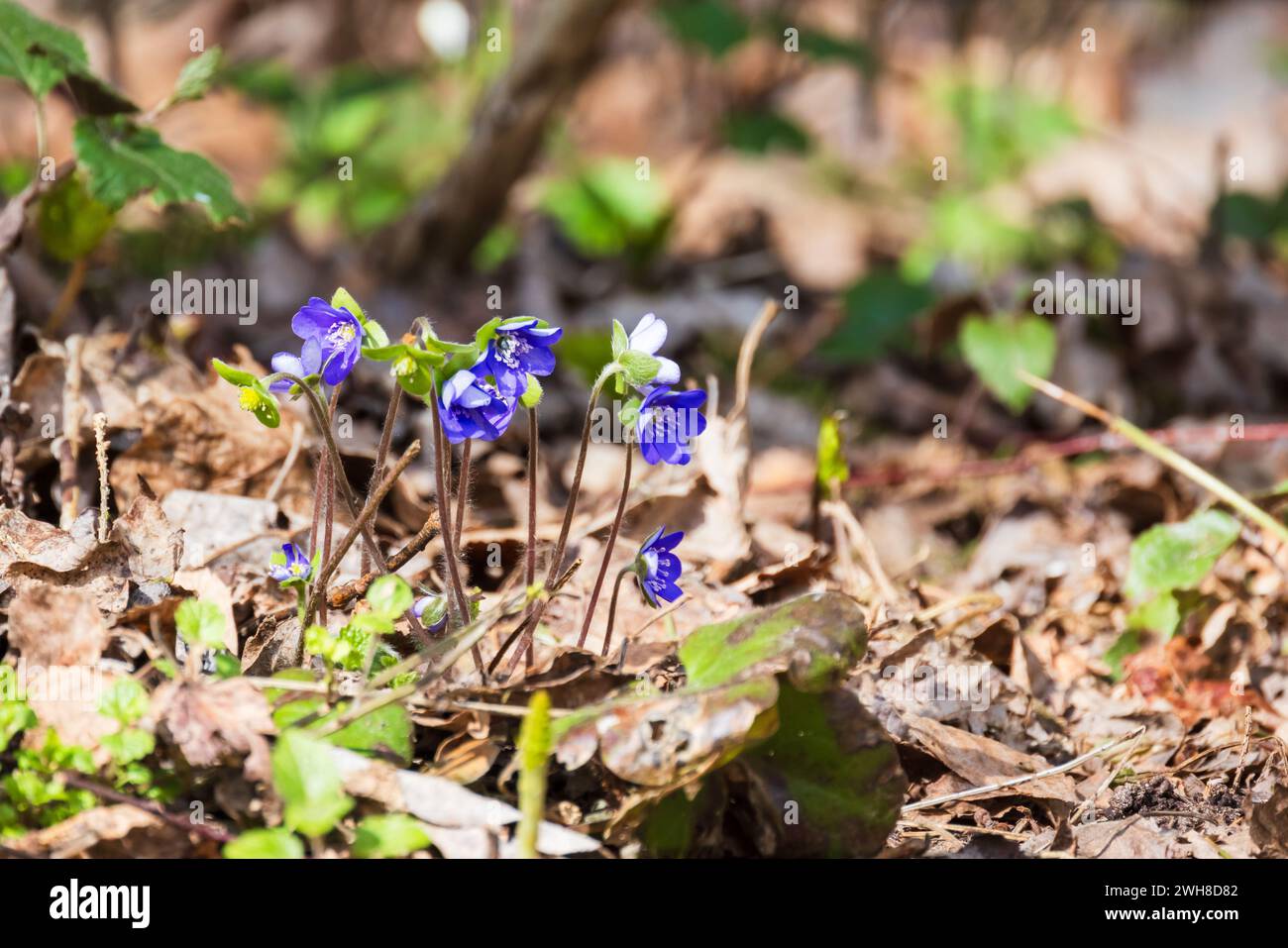 Blue wild spring flowers grow in the forest. Hepatica is a genus of ...