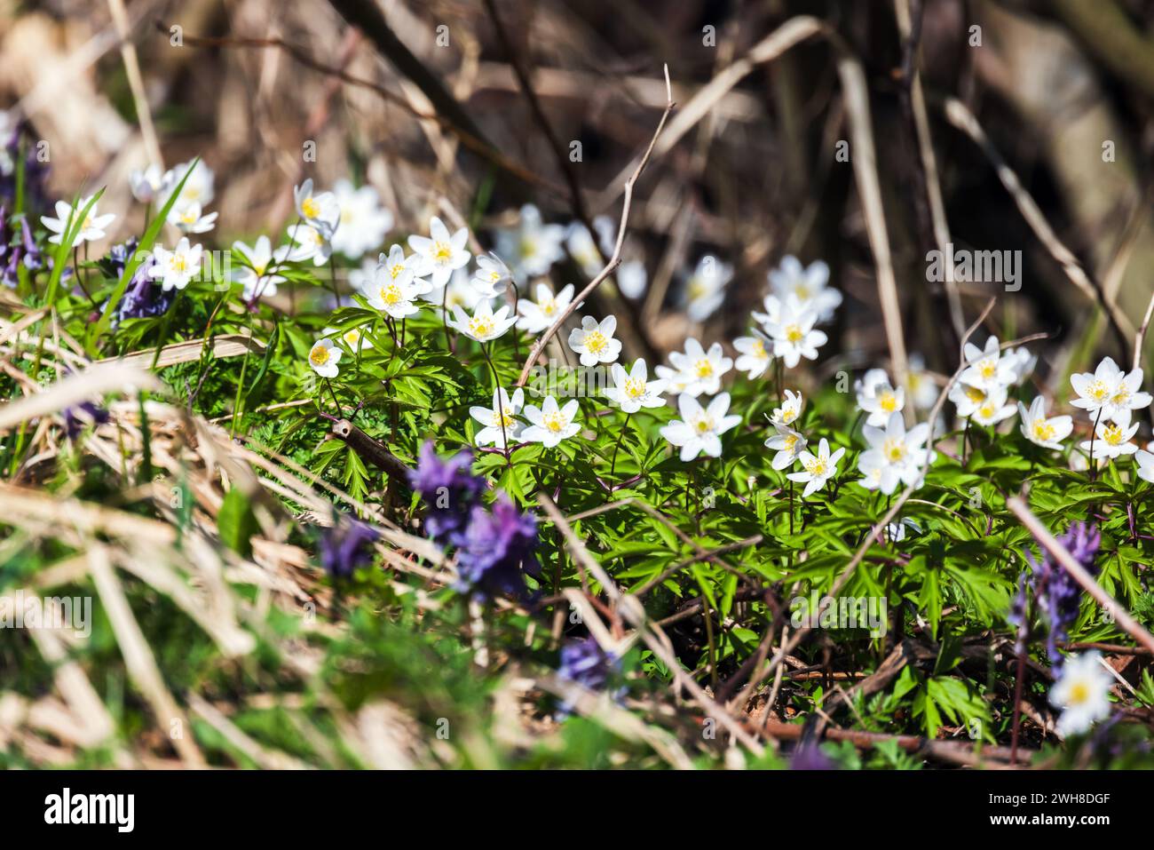 Flora in the wild hi-res stock photography and images - Alamy