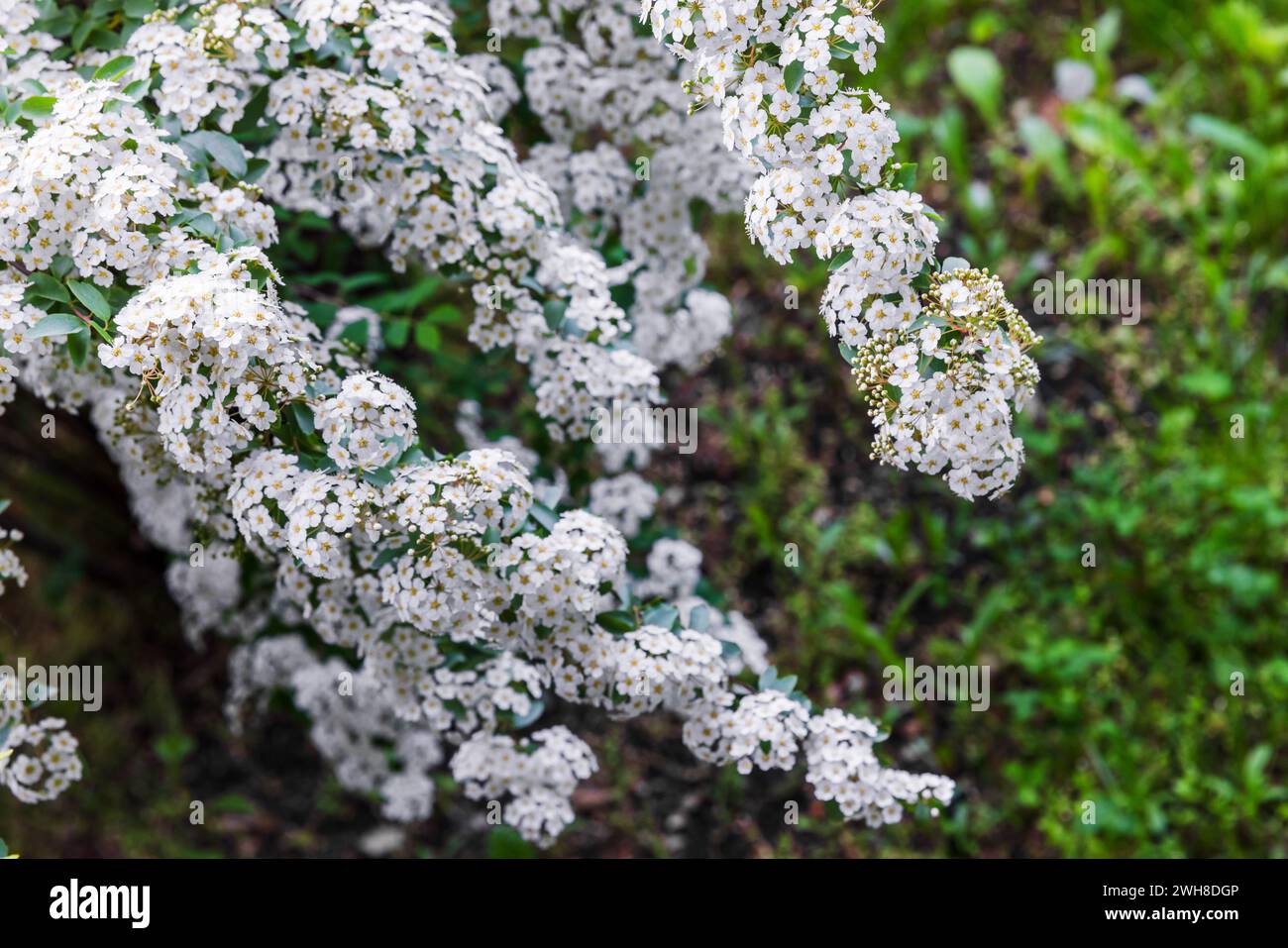 Spirea in bloom, white flowers on bush branches on a spring day ...