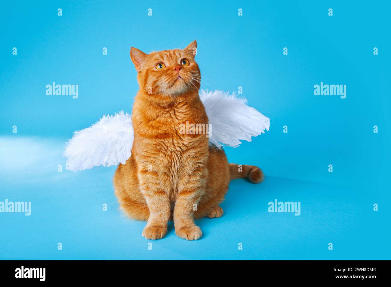Angel cupid ginger british cat with in angel wings on blue background ...