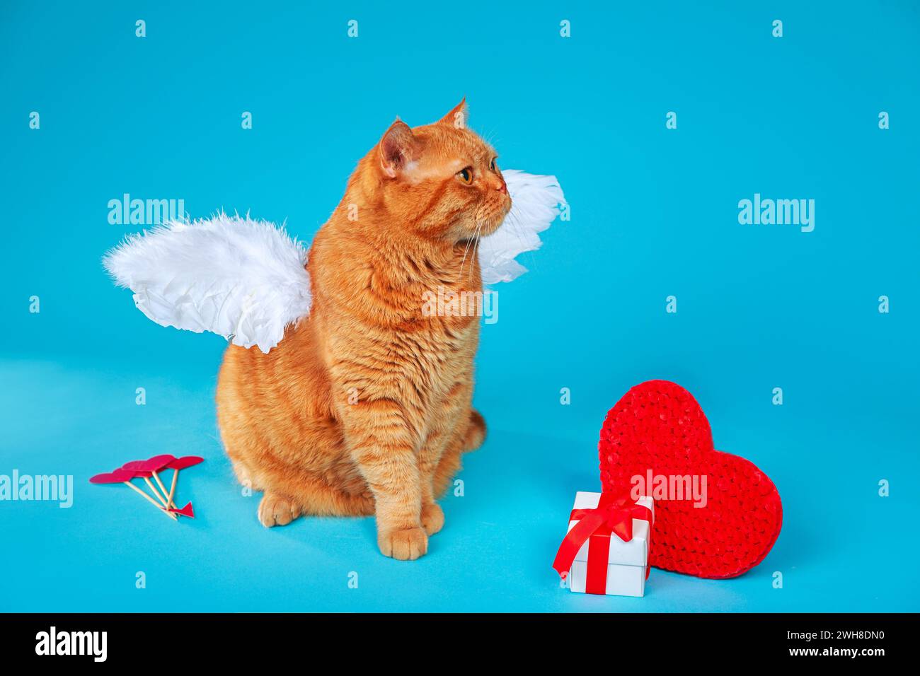 Valentines Day Cupid. Portrait of ginger british cat with angel white ...