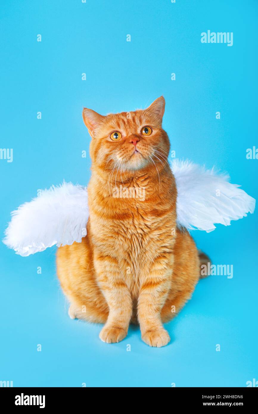 Valentines Day Cupid. Portrait of ginger british cat with angel white ...