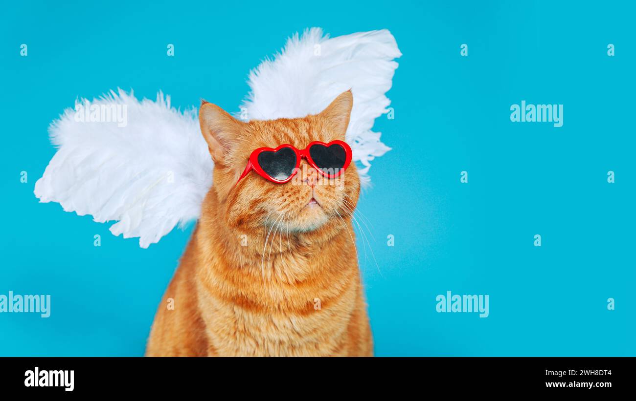 Angel cupid ginger british cat with in sunglasses and angel wings on ...