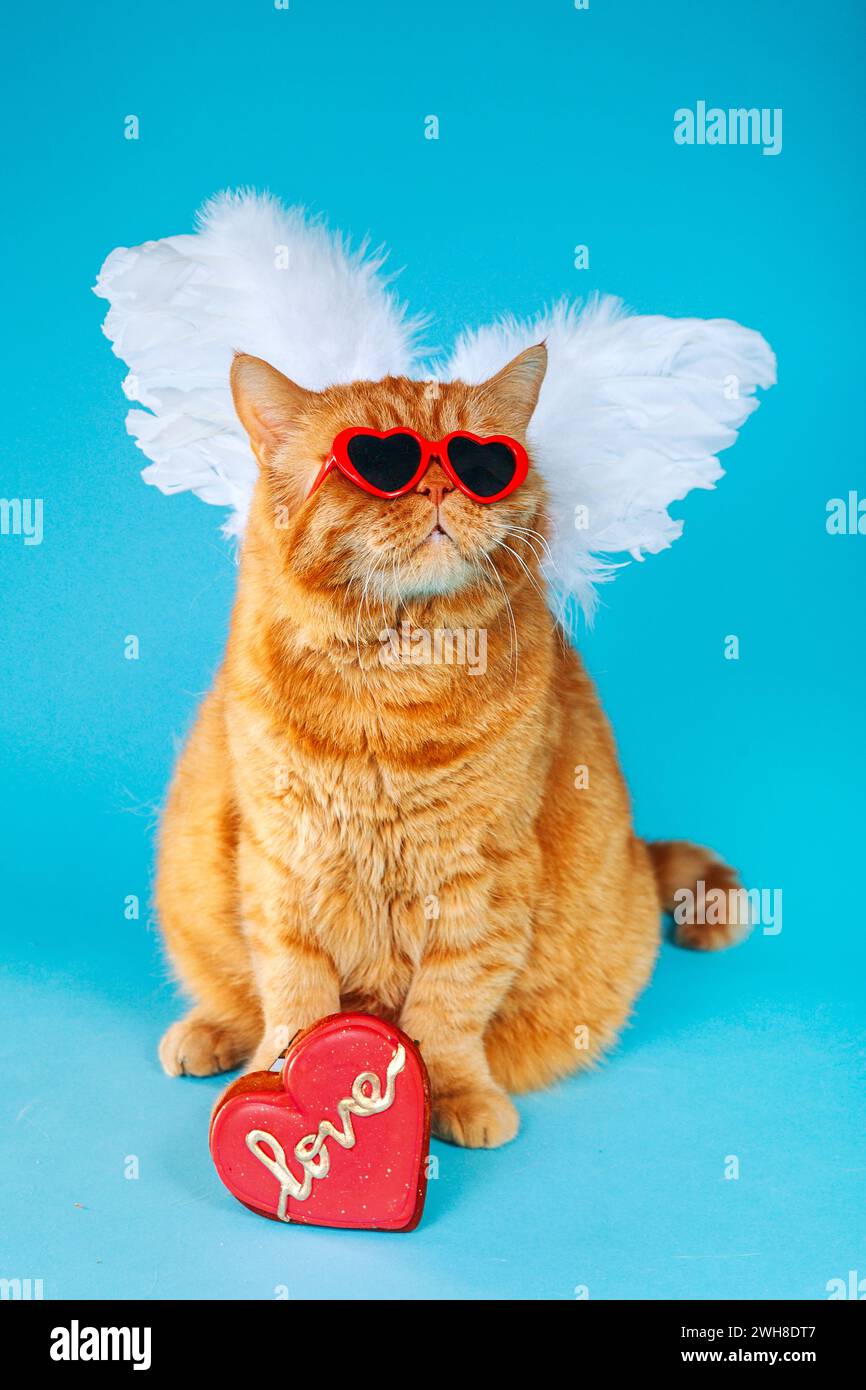 Angel cupid ginger british cat with in sunglasses and angel wings on ...
