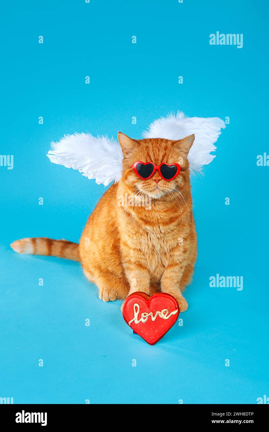 Angel cupid ginger british cat with in sunglasses and angel wings on ...