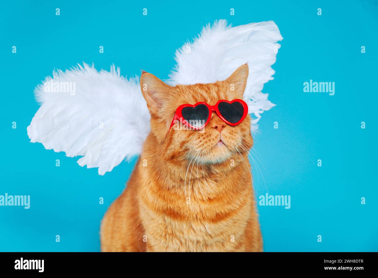 Angel cupid ginger british cat with in sunglasses and angel wings on ...