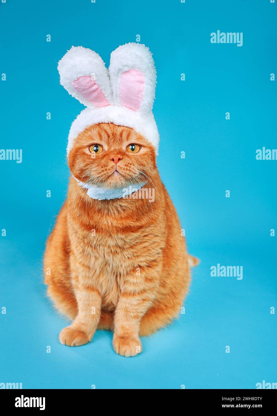 Funny british ginger cat is sitting wearing a cute hat with bunny ears ...