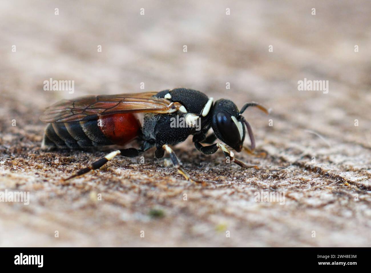 Detailed closeup on a colorful mediteranean masked bee, Hylaeus ...