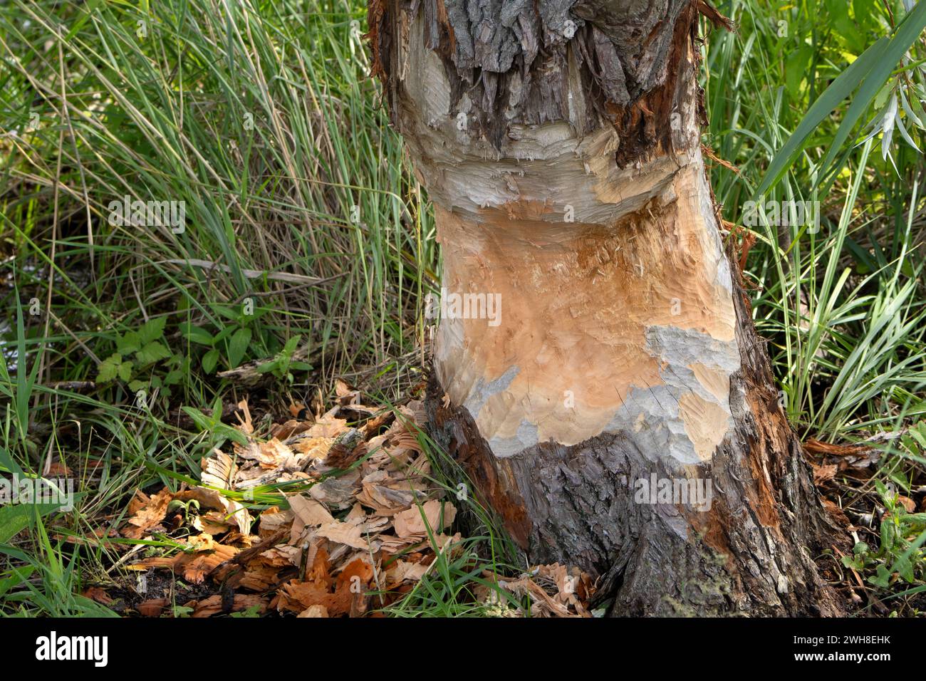 Beaver bite marks hi-res stock photography and images - Alamy