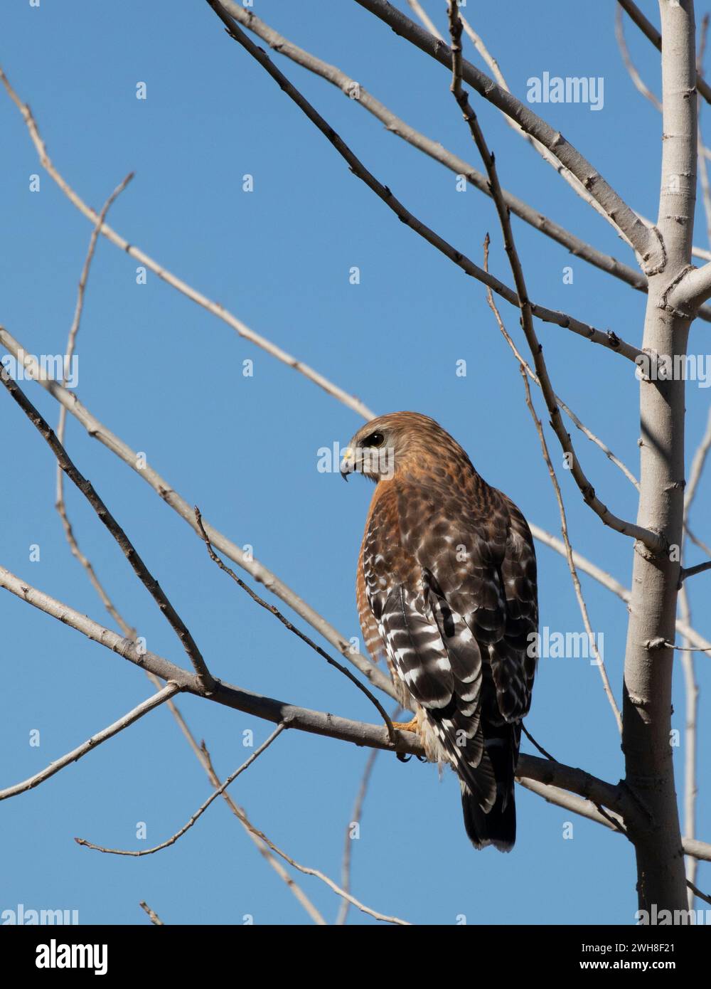 North american red shouldered hawk hi-res stock photography and images ...