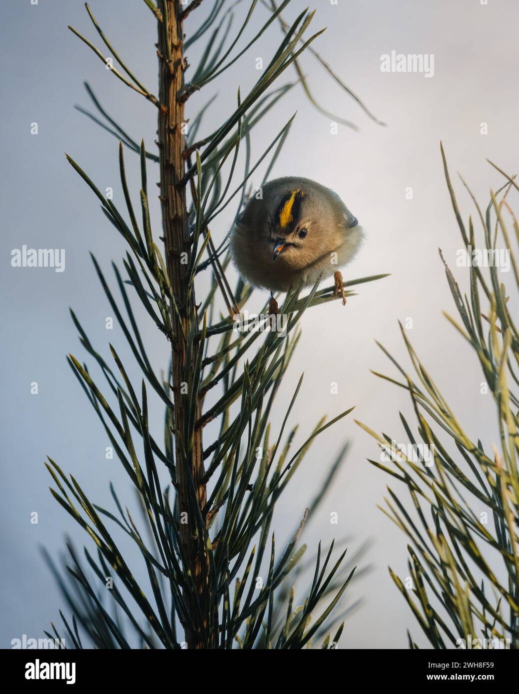 Pine tree branch rests hi-res stock photography and images - Alamy