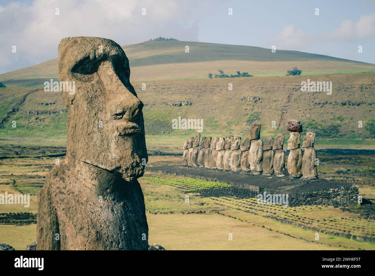 Single Moai stands in the hilly and green landscape in front of the 15 ...