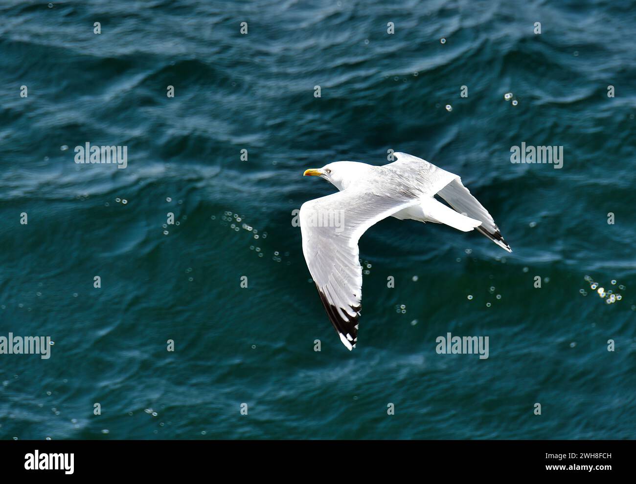 European herring gull, Silbermöwe, Goéland argenté, Larus argentatus ...