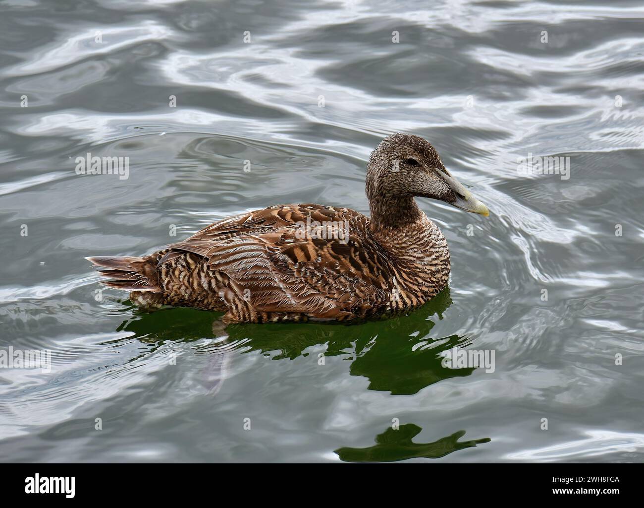 Somaterini hi-res stock photography and images - Alamy