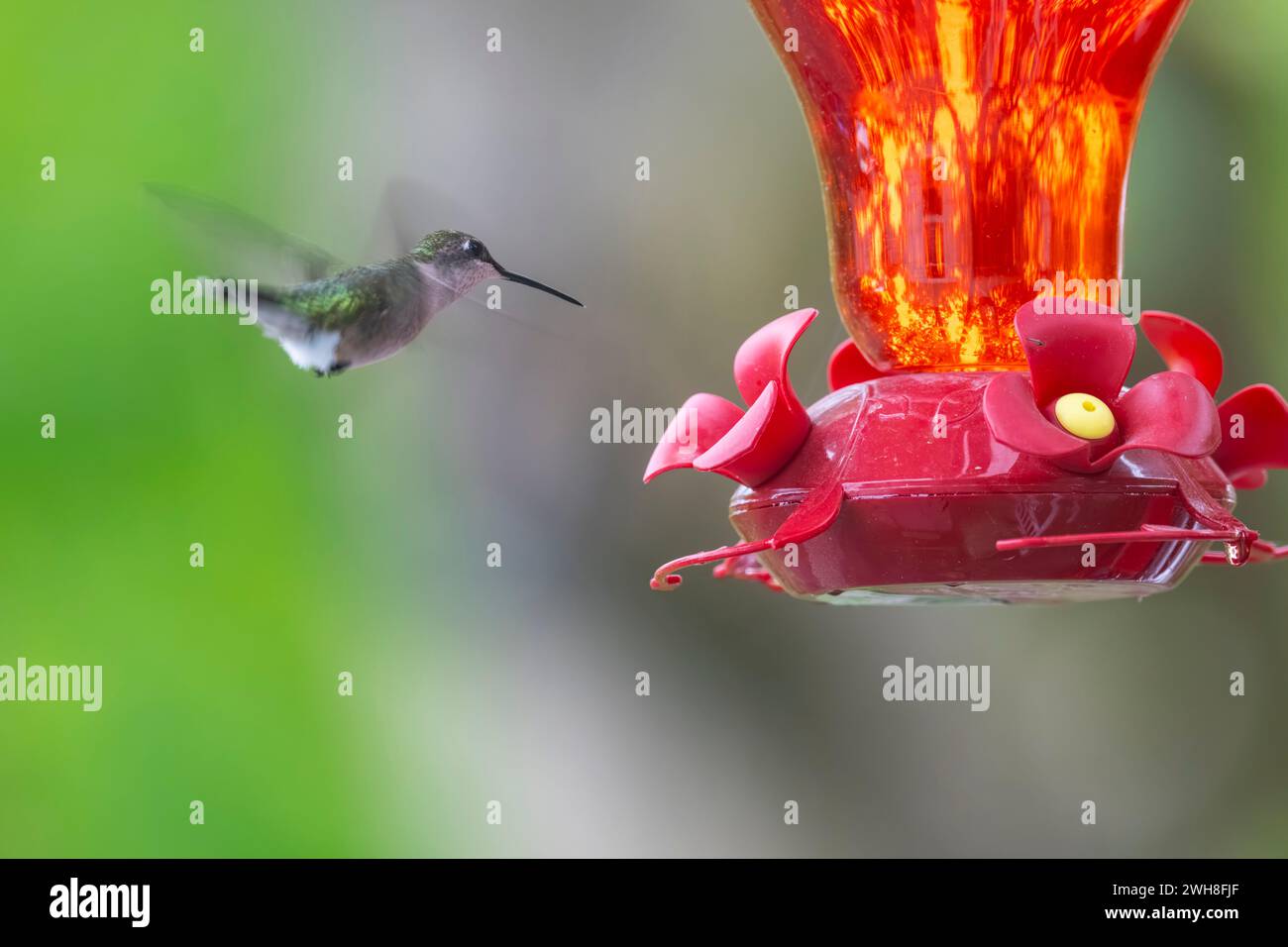 female ruby-throated, hummingbird, Archilochus colubris, at bird feeder ...