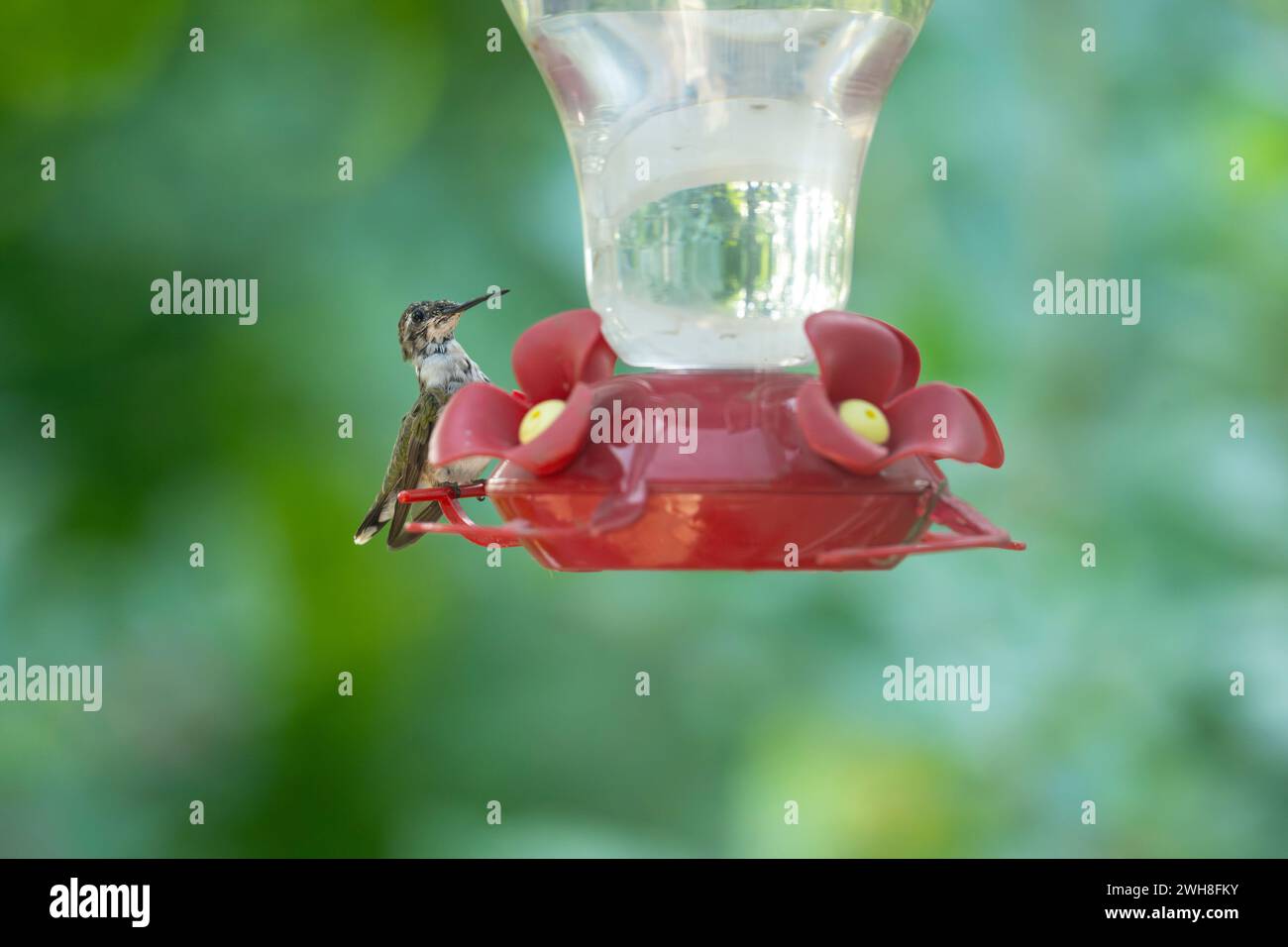 female ruby-throated, hummingbird, Archilochus colubris, at bird feeder ...