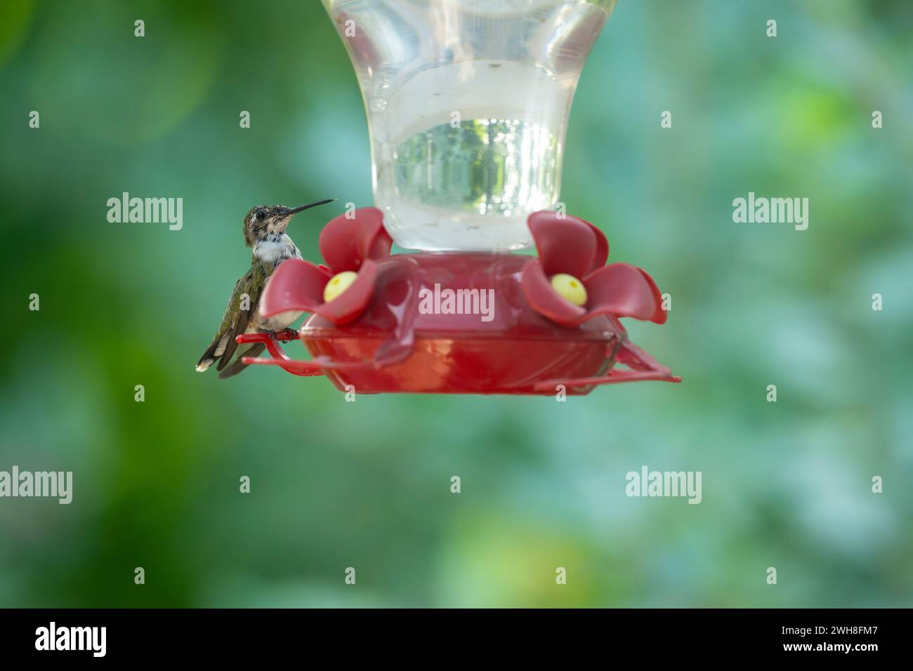 female ruby-throated, hummingbird, Archilochus colubris, at bird feeder ...