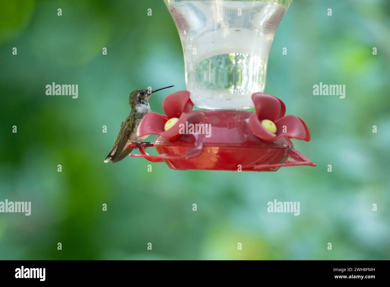 female ruby-throated, hummingbird, Archilochus colubris, at bird feeder ...