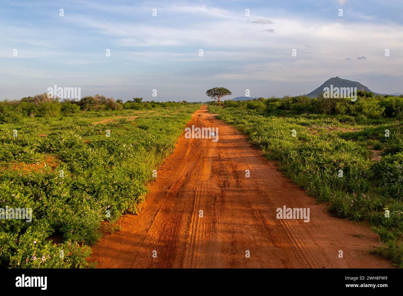 A red dusty road in Tzavo National park, with vegetation on either side ...
