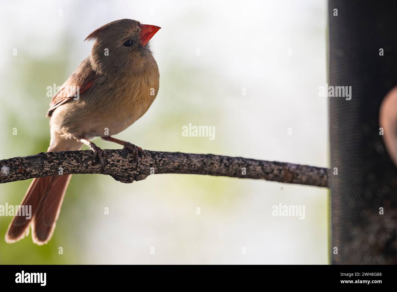 female Northern Cardinal, Cardinalis cardinalis, on a tree branch Stock ...