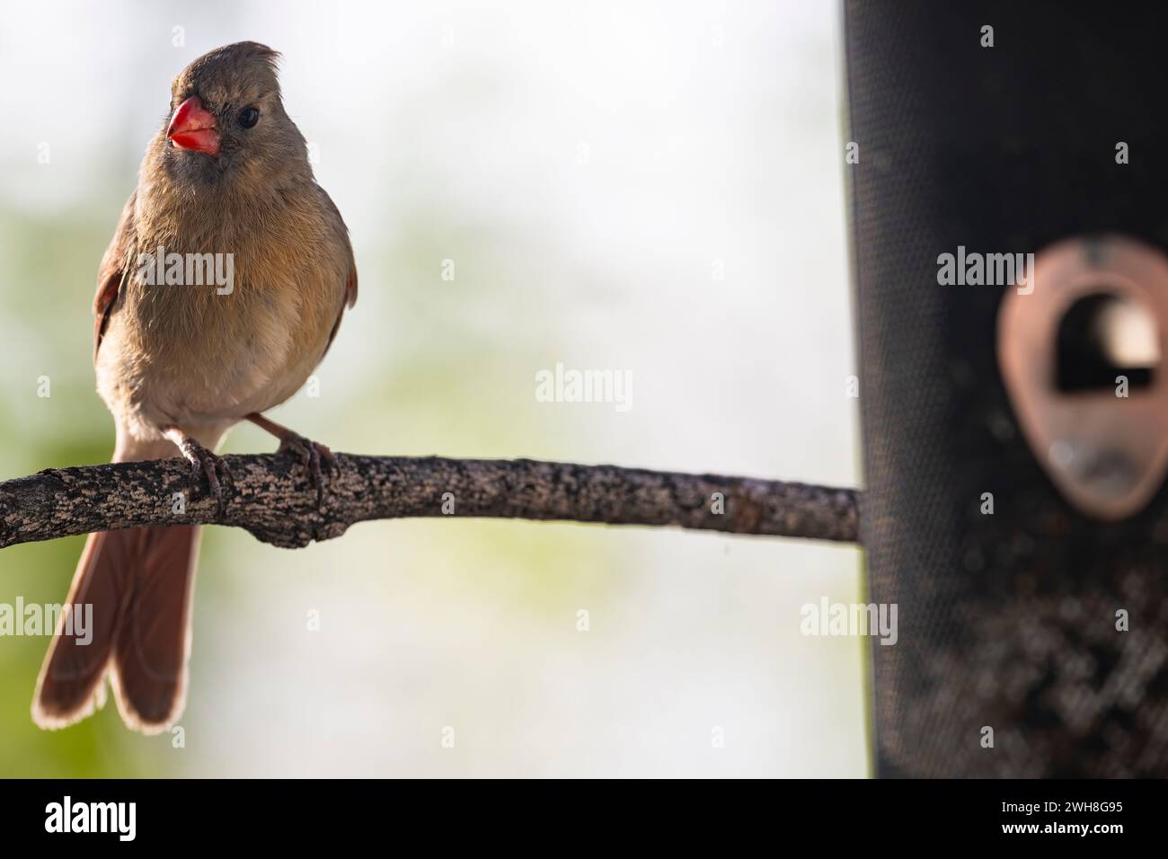 female Northern Cardinal, Cardinalis cardinalis, on a tree branch Stock ...