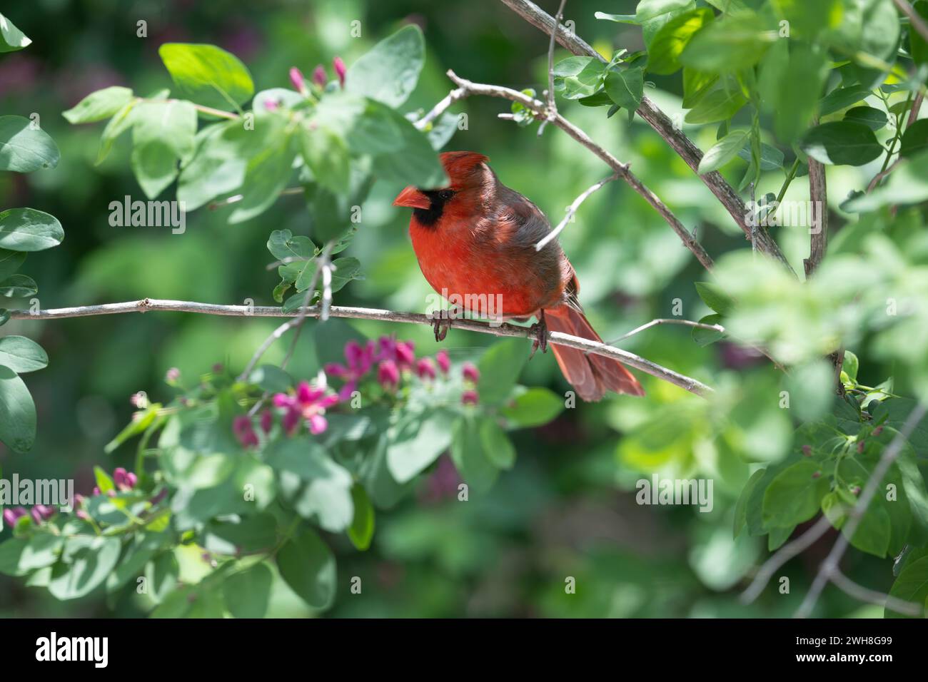 male Northern Cardinal, Cardinalis cardinalis, on a tree branch Stock ...