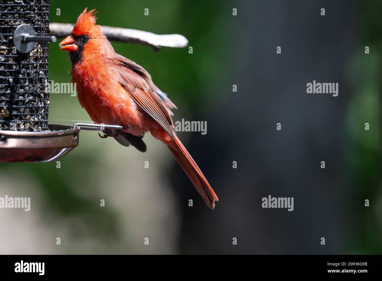 male Northern Cardinal, Cardinalis cardinalis, eating sunflower seeds ...