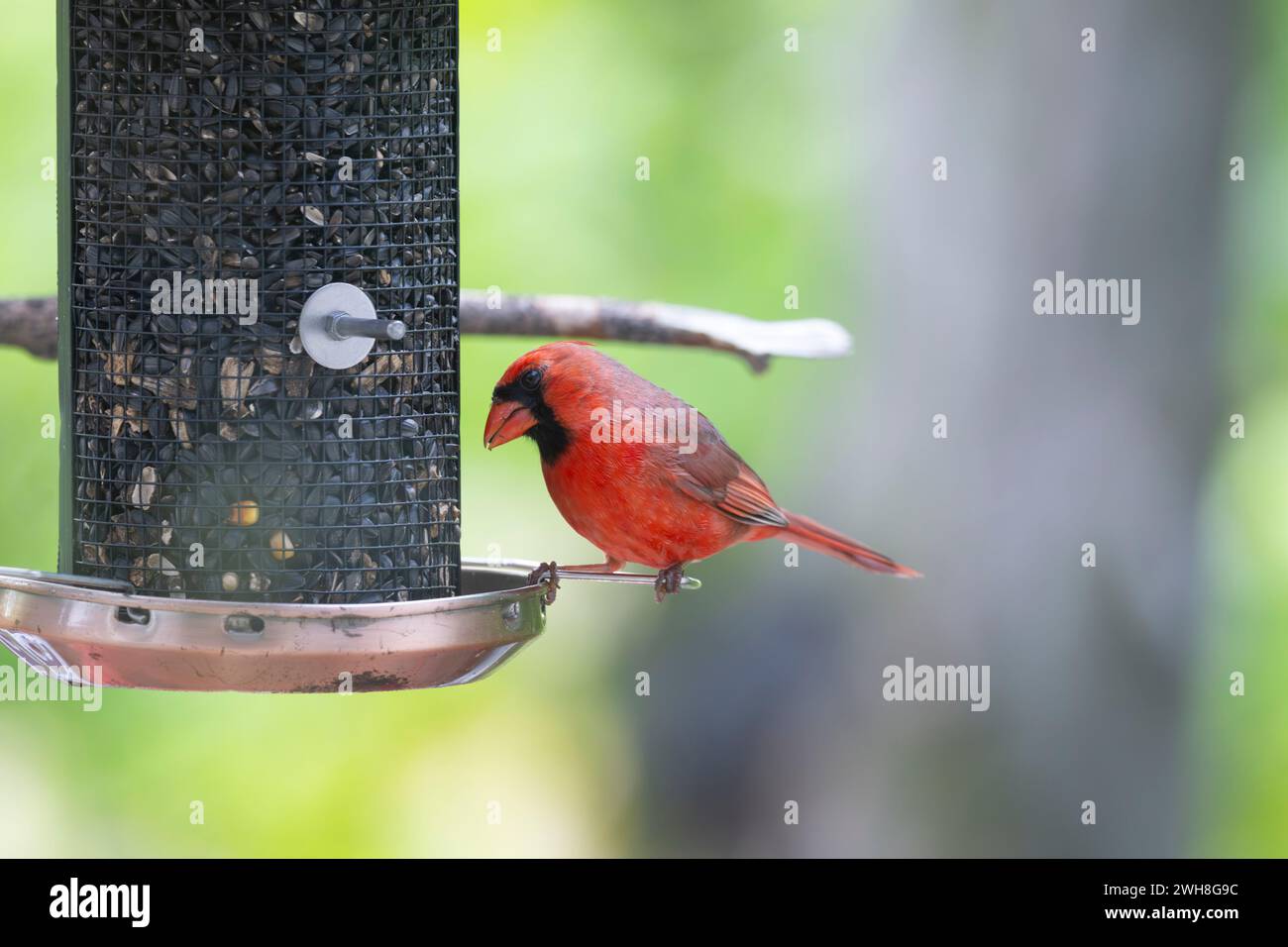 male Northern Cardinal, Cardinalis cardinalis, eating sunflower seeds ...