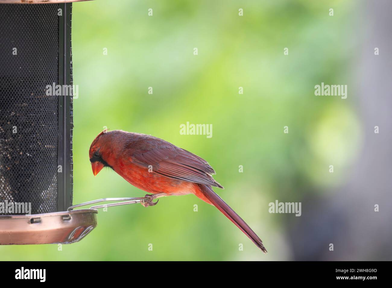 male Northern Cardinal, Cardinalis cardinalis, eating sunflower seeds ...