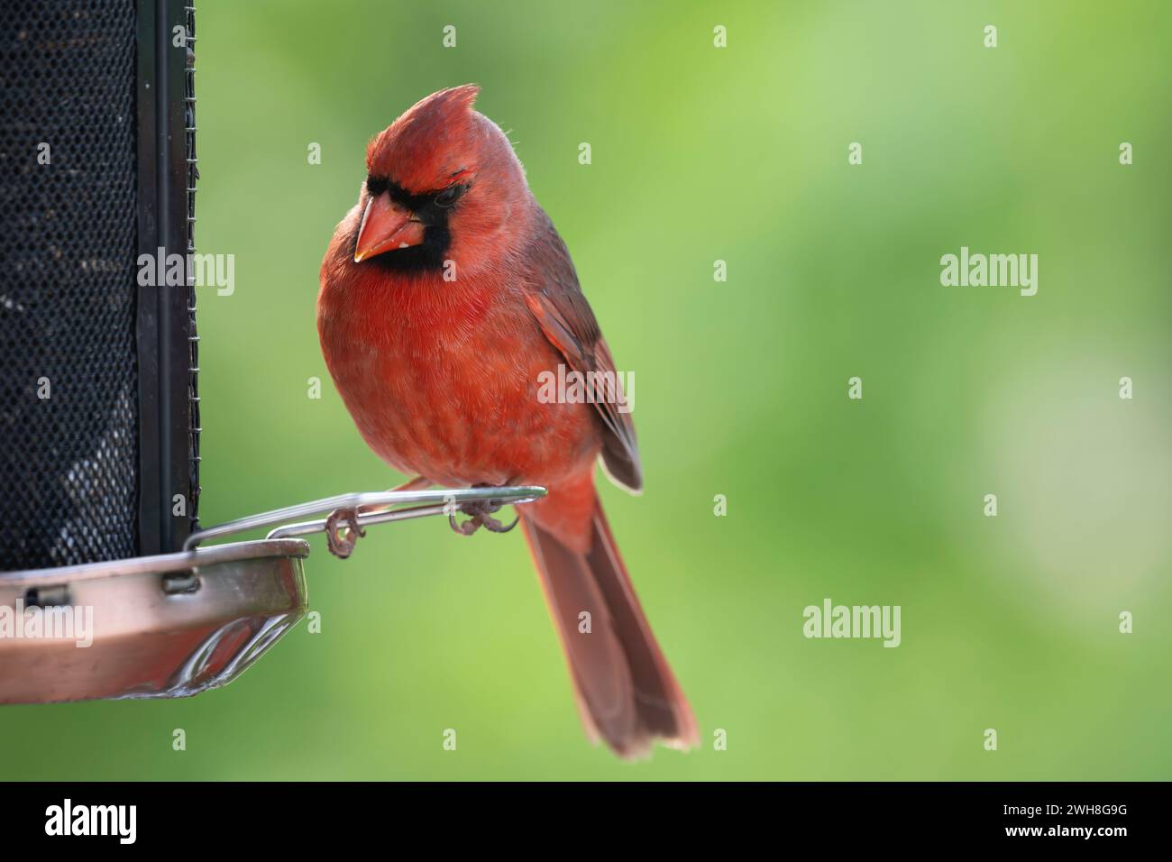 male Northern Cardinal, Cardinalis cardinalis, eating sunflower seeds ...